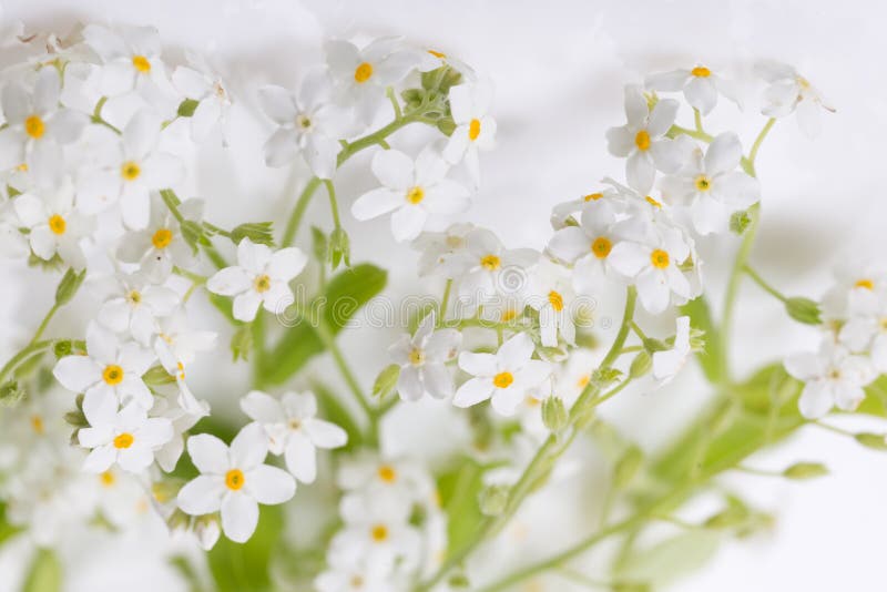 Small Delicate White Spring Flowers, Spring Background Stock Photo ...