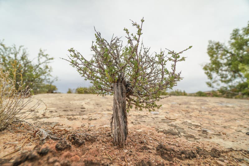 Small desert tree stock image. Image of natural, drought - 110633173