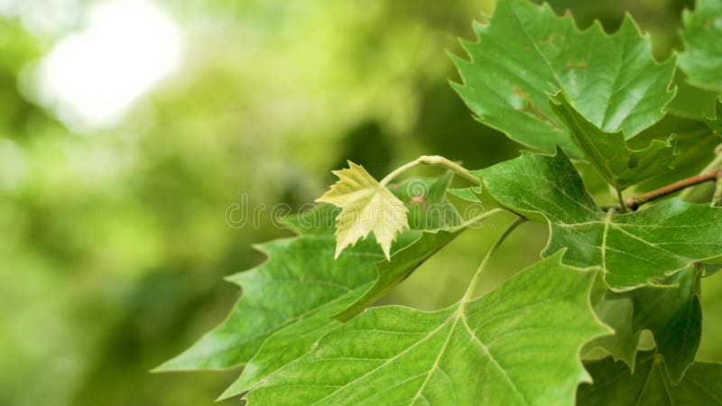 Small Developing Maple Leaf on Tree Branch Stock Video - Video of ...