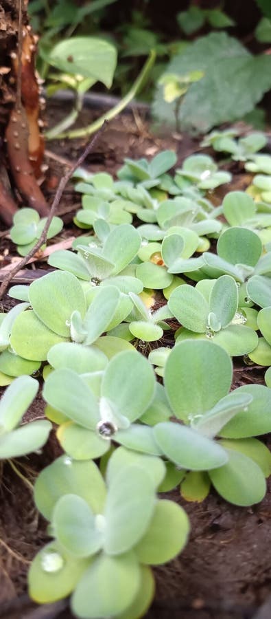 Small Dewy Aquatic Plant Water Stock Photos - Free & Royalty-Free Stock ...