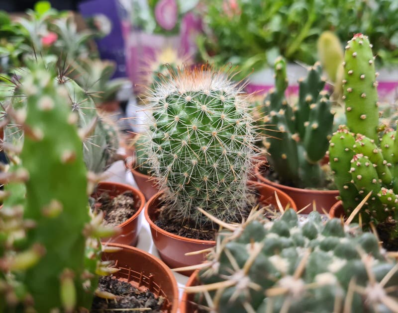 Small Different Cacti in Flowerpots Closeup. Types of Indoor Cacti ...