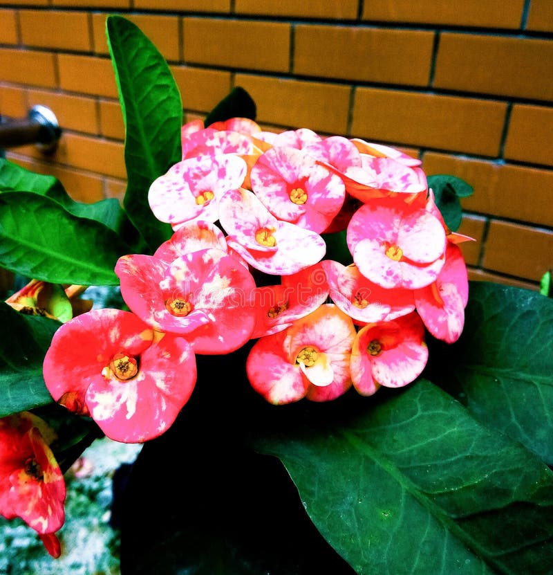 Small different flower. stock photo. Image of beautiful - 185758486