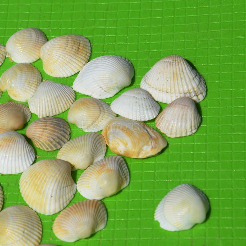Small Different Seashells Lie on a Light Green Mat. Shells at Close ...