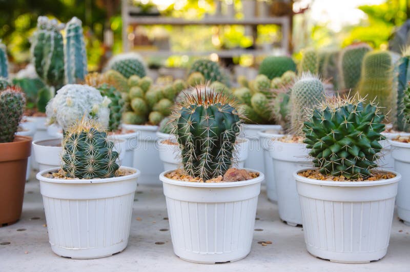 Small Different Types of Cactus Plants. Stock Photo - Image of closeup ...