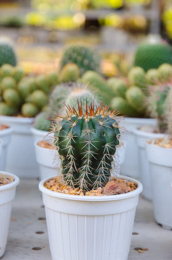 Small Different Types of Cactus Plants. Stock Image - Image of botanic ...