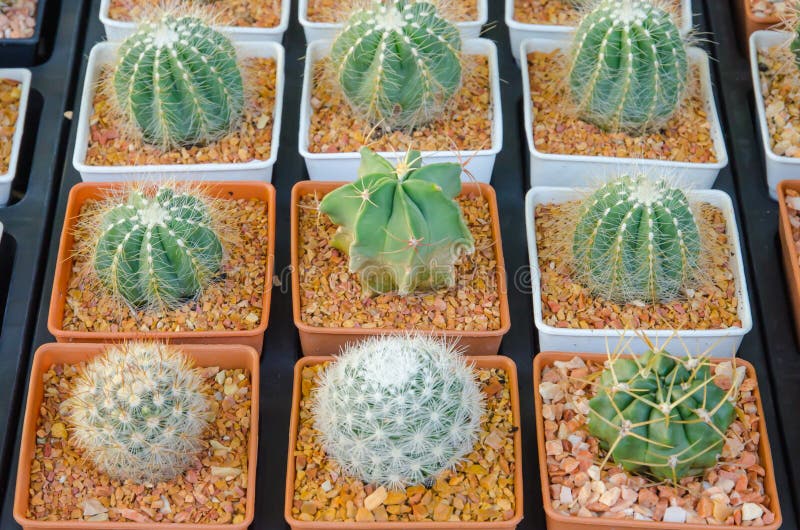 Small Different Types of Cactus Plants. Stock Photo - Image of flower ...