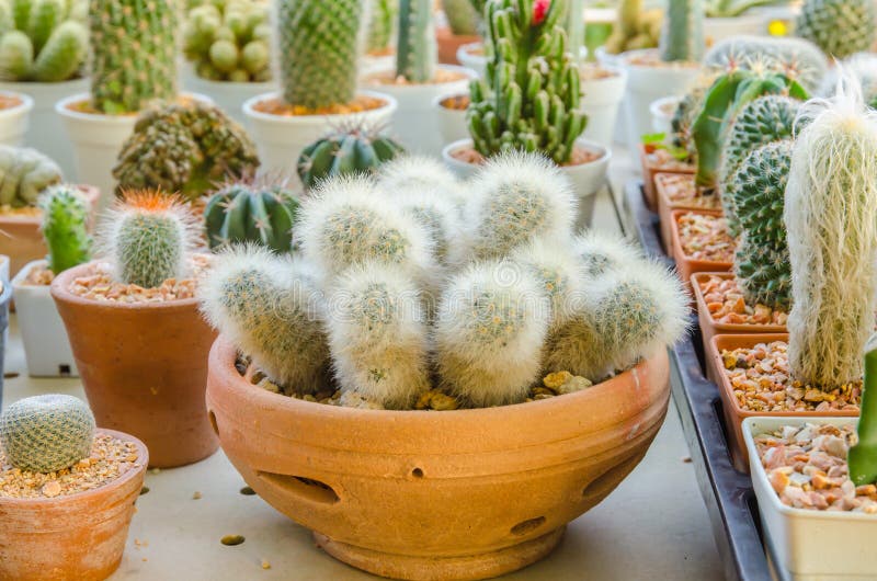 Small Different Types of Cactus Plants. Stock Photo - Image of spike ...