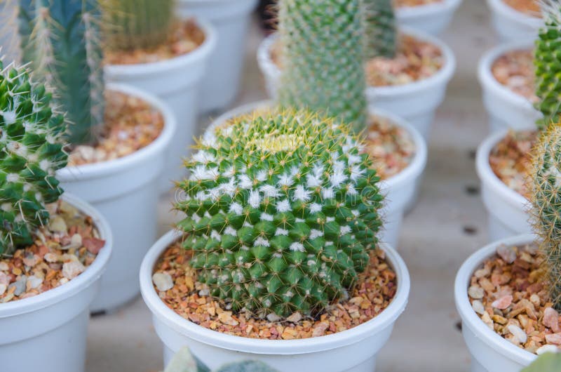 Small Different Types of Cactus Plants. Stock Photo - Image of oneclay ...