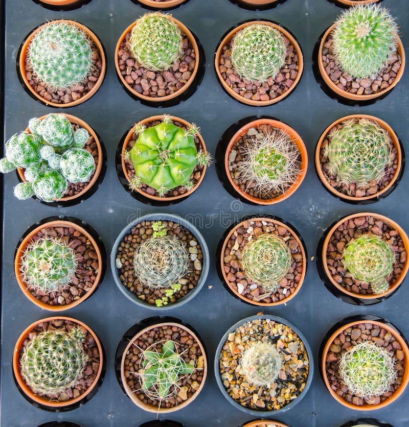 Small Different Types of Cactus Plants. Stock Image - Image of plant ...