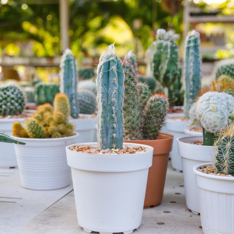 Small Different Types of Cactus Plants. Stock Photo - Image of spike ...