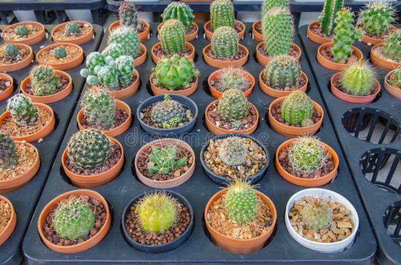 Small Different Types of Cactus Plants. Stock Photo - Image of beauty ...