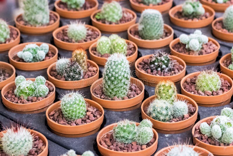 Small Different Types of Cactus Plants. Stock Image - Image of flora ...