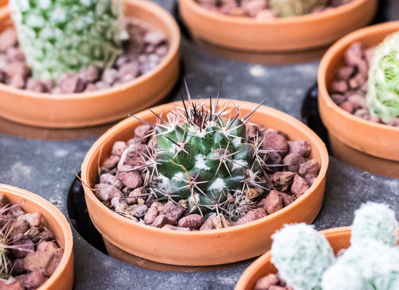 Small Different Plants in One Big Garden Flower Bed Stock Image - Image ...