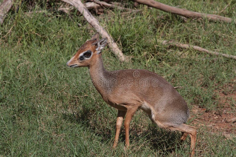 Dik-dik stock image. Image of dikdik, standing, small - 29824675