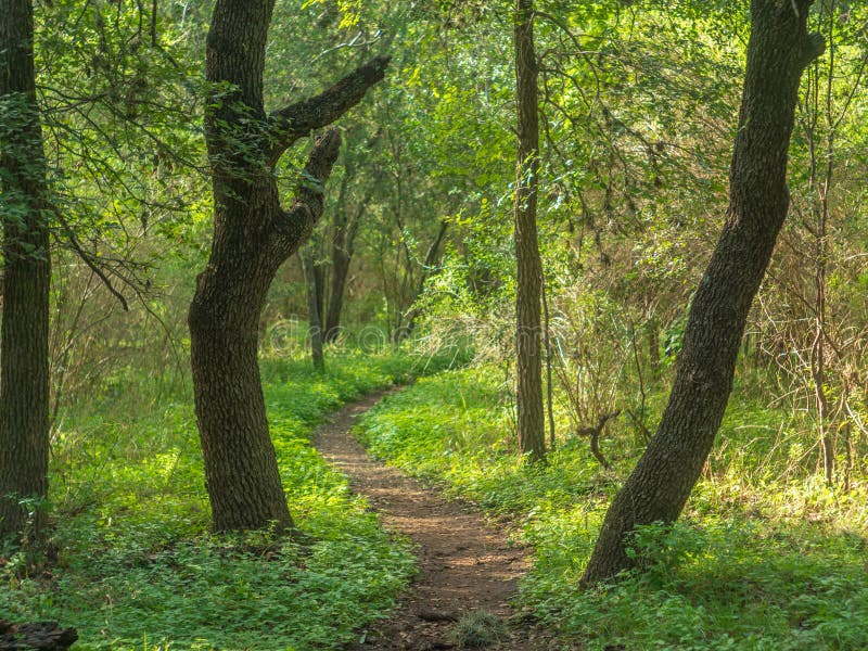 Small Dirt Path through Lush Green Forest Stock Photo - Image of ...