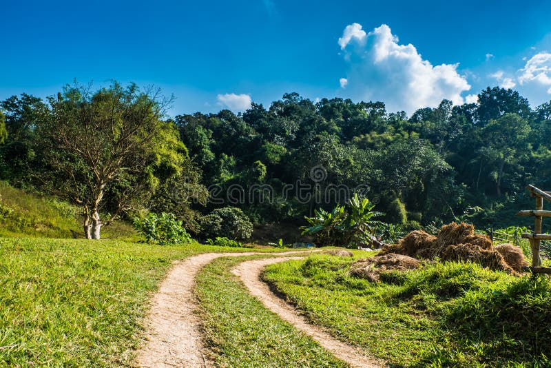 A Small Dirt Road that Curves Heading To the Forest Stock Photo - Image ...