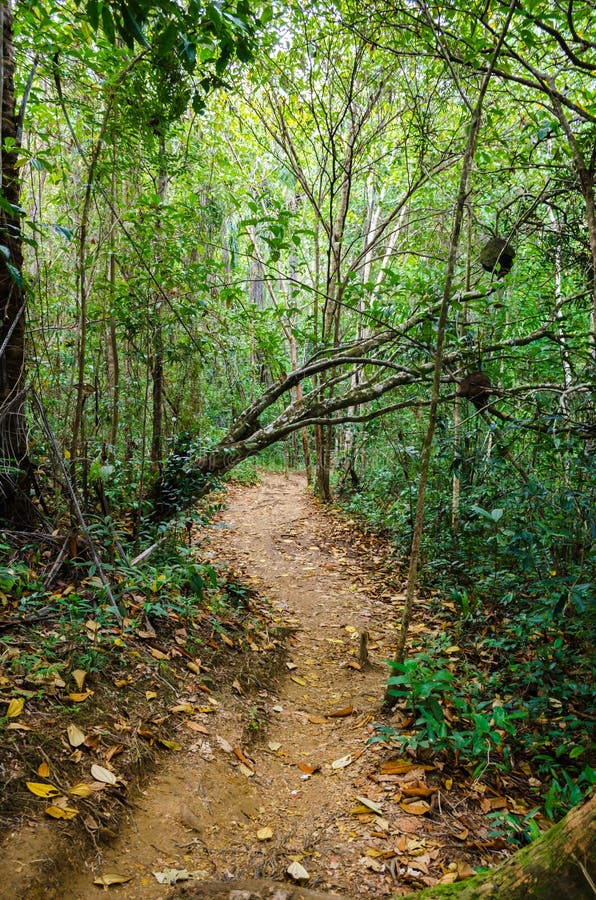 Small Dirt Road into the Forest. a Fallen Tree in the Middle of the ...