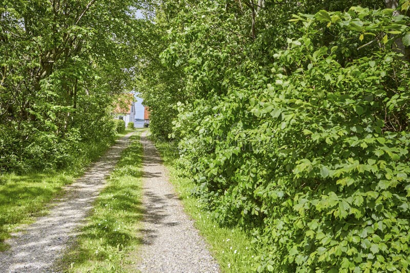 Small Dirt Road in a Forest in Summer Stock Image - Image of track ...