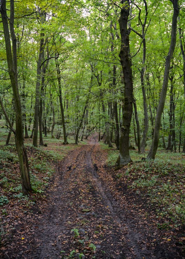Small Dirt Road in a Green Forest Stock Photo - Image of road, plant ...
