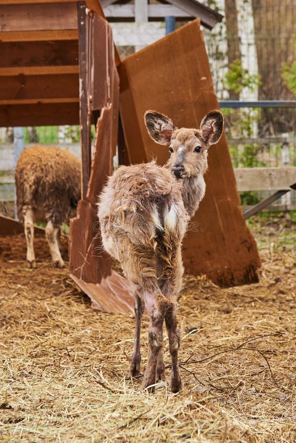 A Small Deer Stands in the Same Pen with Sheep . Stock Photo - Image of ...