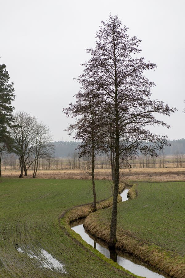 A Small Ditch Passing through a Meadow. Trees Growing Over a Small ...