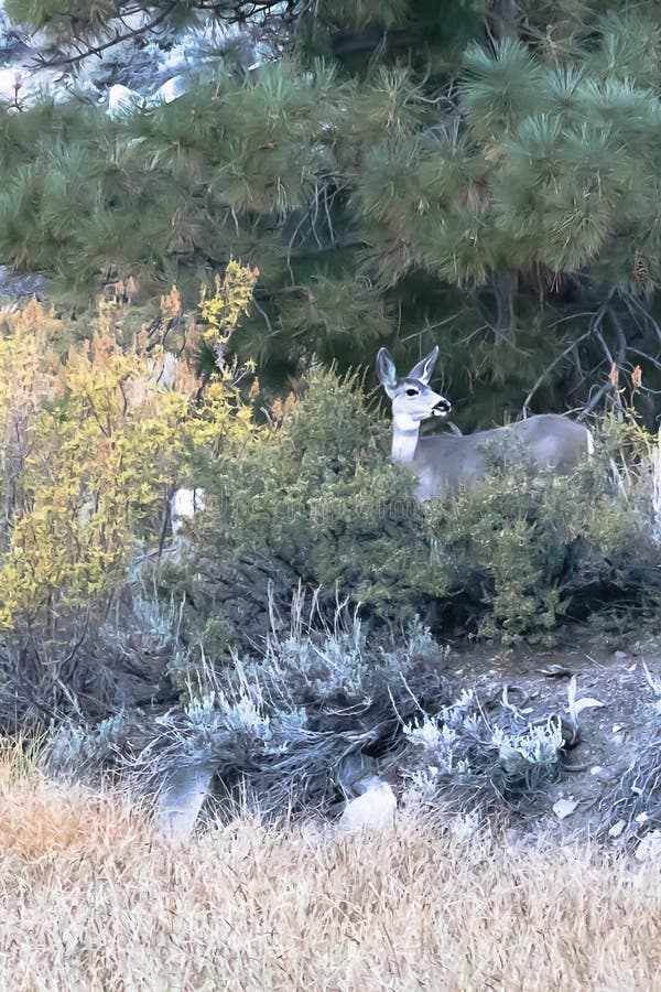 Small Doe Grazing between the Forest and the Meadow Stock Image - Image ...