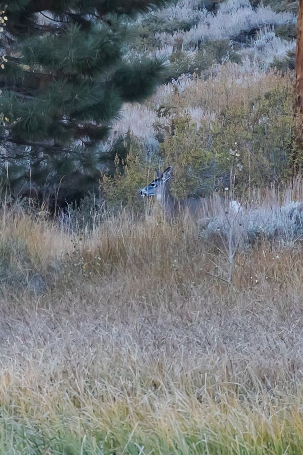 Small Doe Grazing between the Forest and the Meadow Stock Photo - Image ...