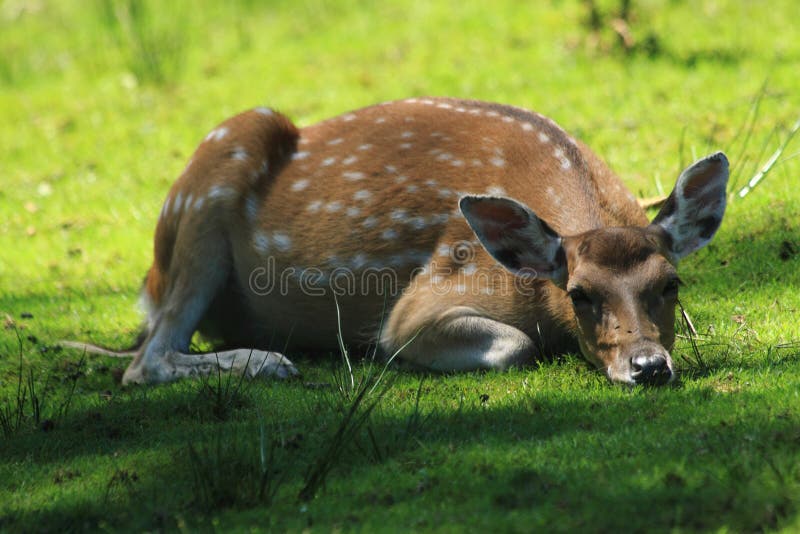 Small Doe is Resting in the Grass Stock Image - Image of wild, mammal ...
