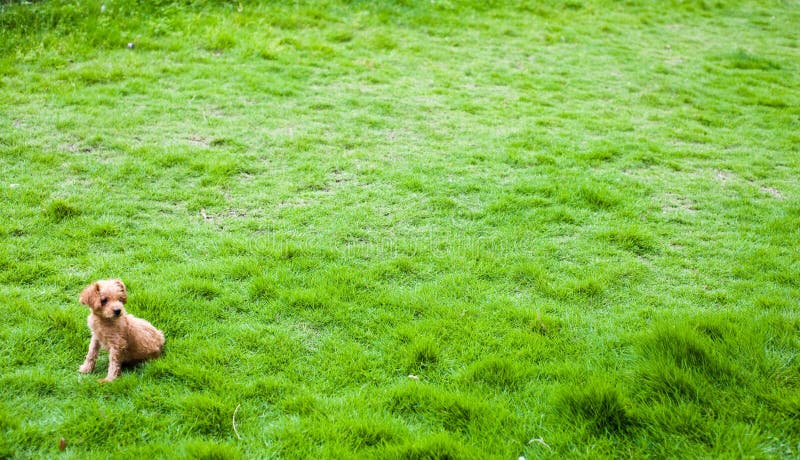 Small dog stock photo. Image of mammals, grass, puppy - 16502210