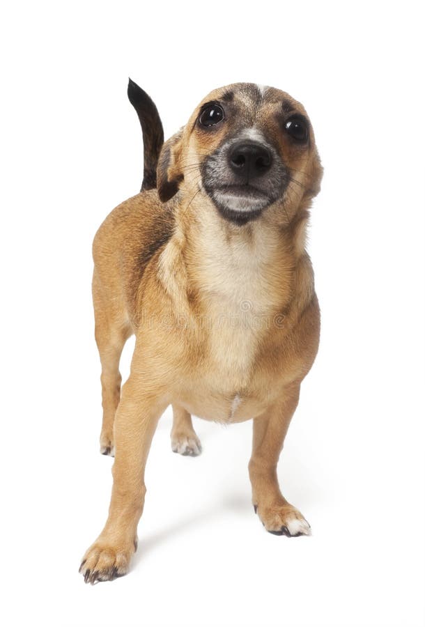 Small dog stock photo. Image of cute, bright, friendship - 20118156