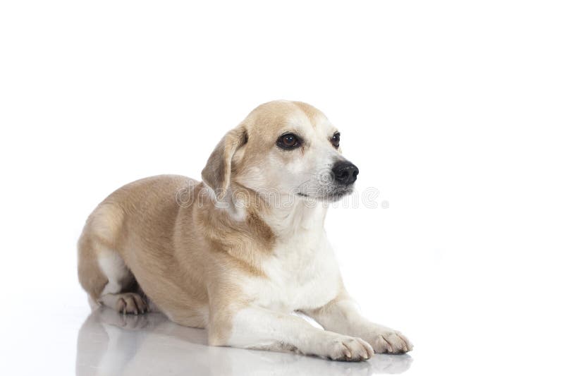 Small dog stock photo. Image of pedigreed, indoors, pedigree - 28566898