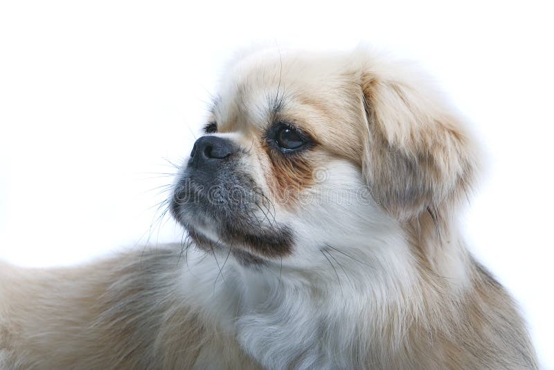 Small dog stock image. Image of adorable, small, cute - 2866073