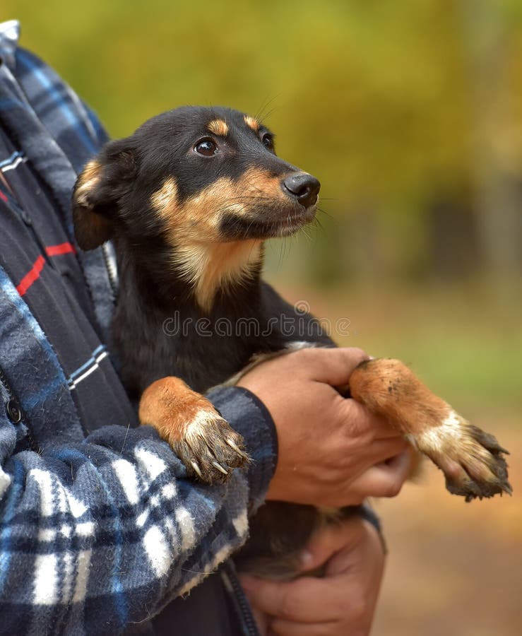 Small Dog in Arms, Mongrel in an Animal Shelter Stock Image - Image of ...