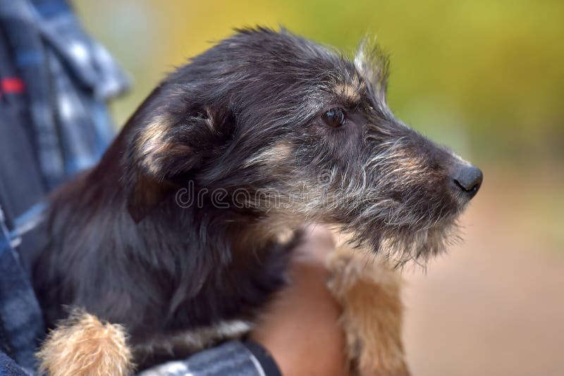 Small Dog in Arms, Mongrel in an Animal Shelter Stock Photo - Image of ...