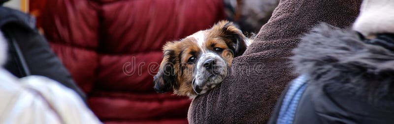 Small dog being held stock photo. Image of attention - 43284038