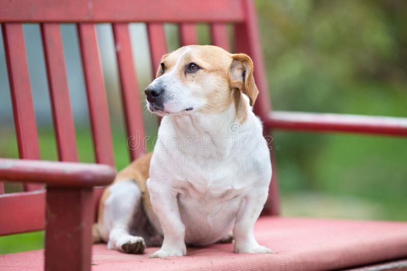 Small dog on the bench stock image. Image of looking - 61134567