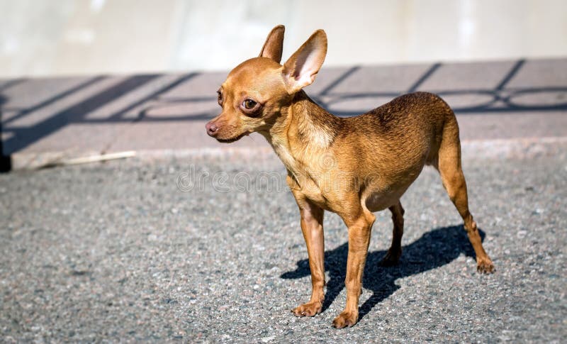 2,465 Small Dog Big Ears Photos - Free & Royalty-Free Stock Photos from ...