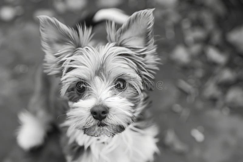 A Small Dog with a Black and White Fur is Looking at the Camera Stock ...