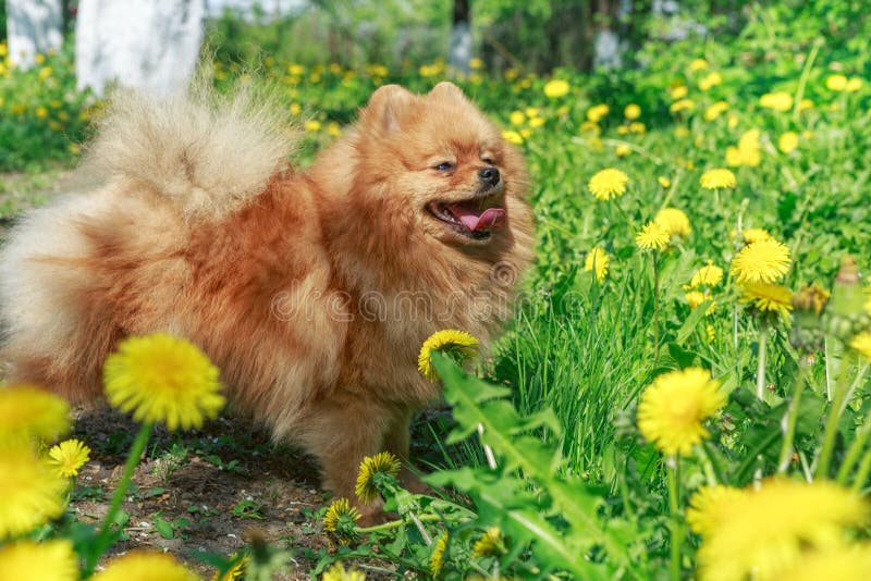 Small Dog Breed Pomeranian Walks Stock Photo - Image of happy, breed ...