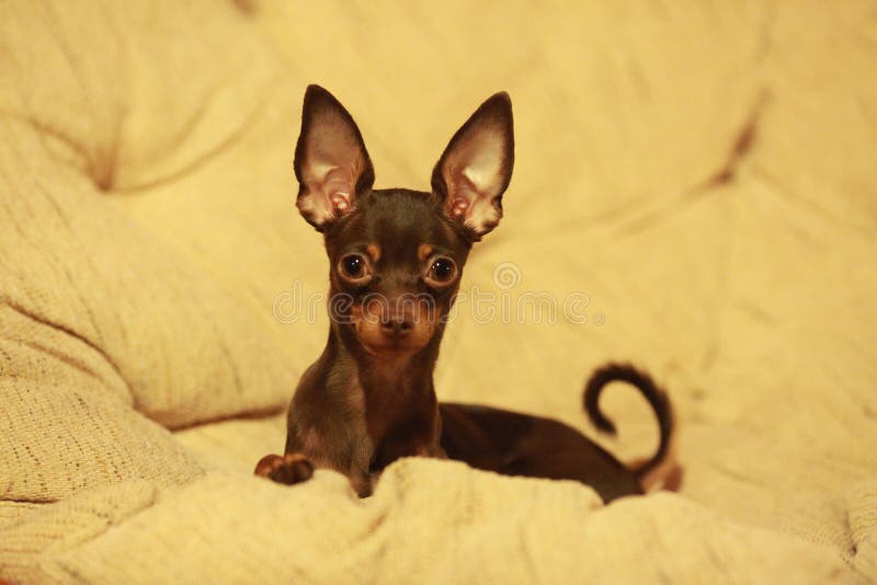 A Small Dog of the Breed of a Toy Terrier of a Beautiful Chocolate ...