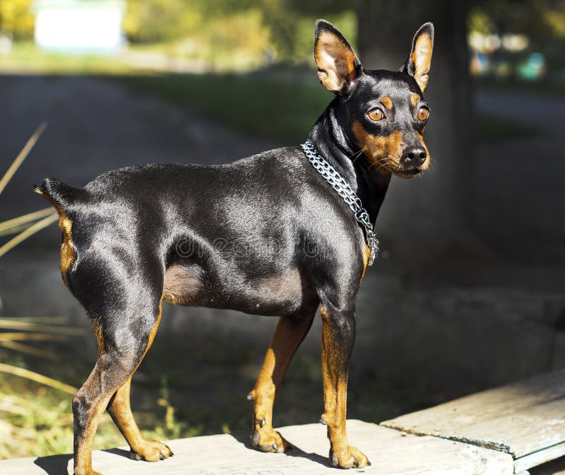 Small Dog with Chain Around His Neck is on a Blurred Background at ...
