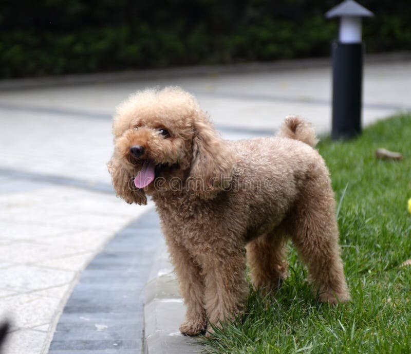 Small dog stock image. Image of teddy, partners, yellow - 32291585