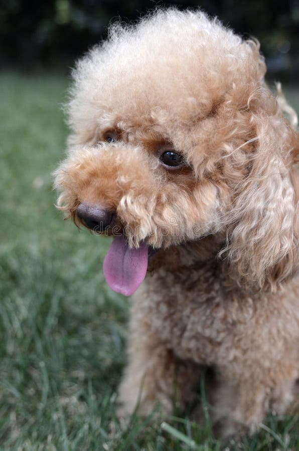 Small dog stock photo. Image of pets, friends, favor - 32294578