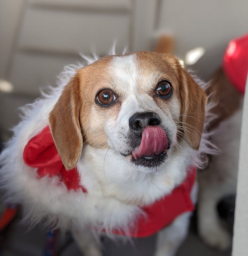 A Small Dog Dressed in the Winter Coat. Stock Image - Image of adorable ...
