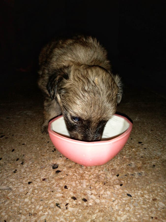 Dog drinking milk stock image. Image of baby, drinking - 15846465