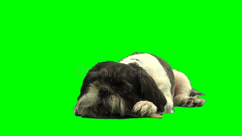 Small Dog Eating a Bone on Green Stock Video - Video of screen, small ...