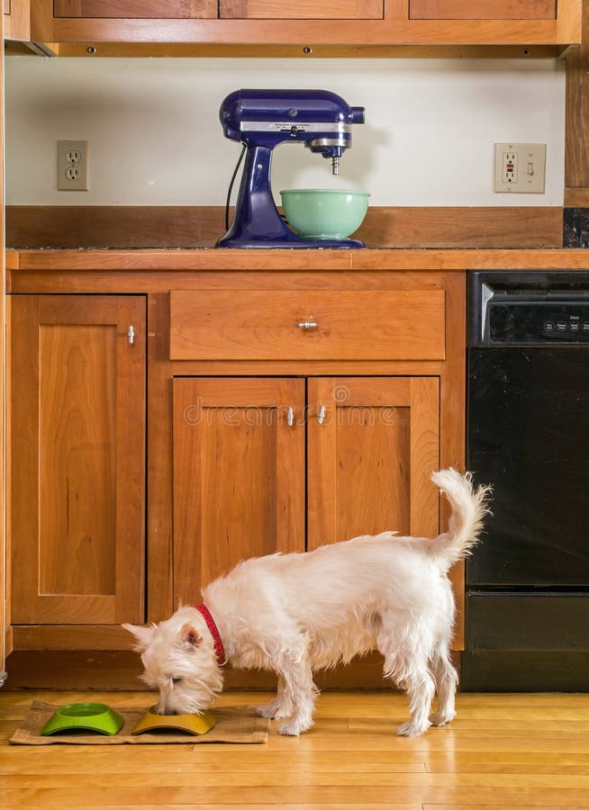 Puppy Eating Food Out Bowl Kitchen Stock Photos - Free & Royalty-Free ...
