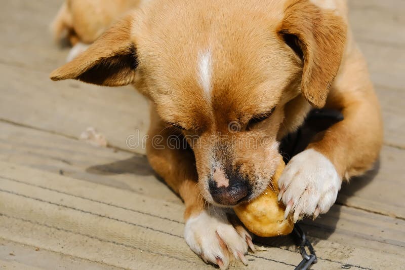 A Small Dog is Eating a Pie on a Wooden Deck. Close-up Stock Image ...
