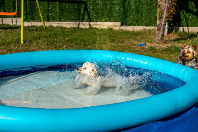 Small dog fall into a pool stock image. Image of awesome - 160755931