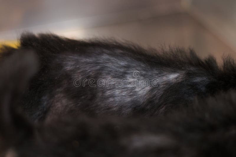 Small Dog with Generalized Demodectic Mange, Generalized Alopecia Stock ...